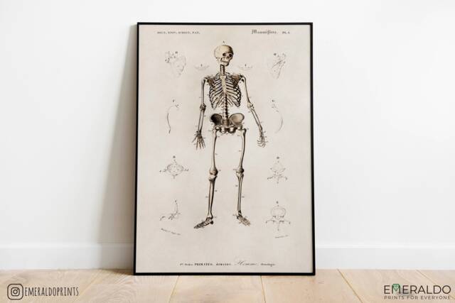 Anatomy Print, Human Body, Anatomical Poster Art Illustration, Vintage ...