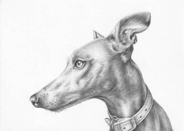 Whippet Gifts - Dog Portrait Drawing Greyhound Sighthound Lurcher ...