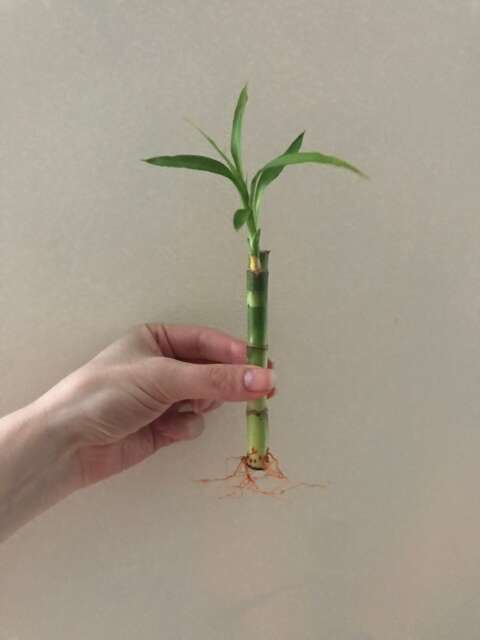 Straight Bamboo Stem, 3 Sizes, Rooted Bamboo Stems For Good Luck by ...