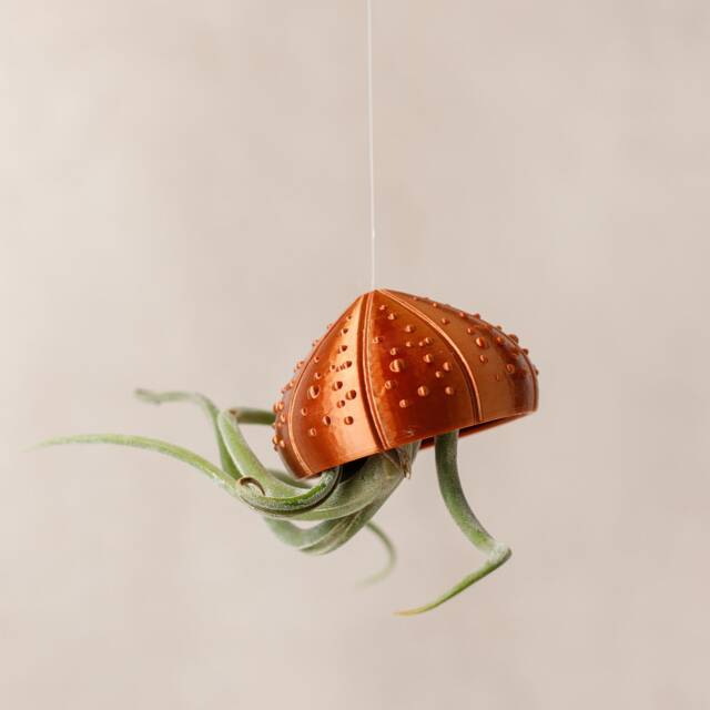 3D Printed Copper Sea Shell Air Plant Holders, Holder, Shells, Eco ...