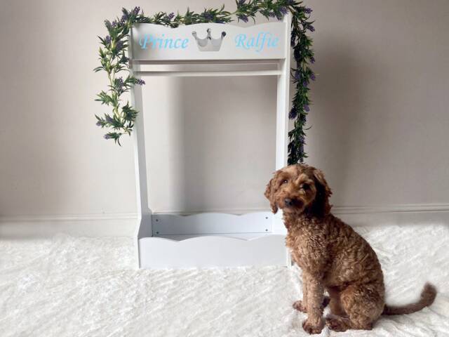 Dogs Wardrobe/ Clothes Rail/ Small Clothing Rack/ Pet Wardrobe/ Cat ...