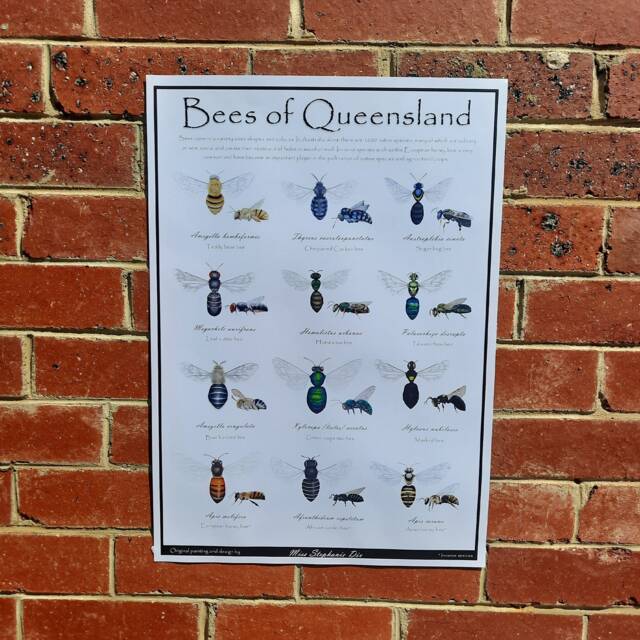 Bees Of Queensland Identification Poster - Educational Guide Nature ...