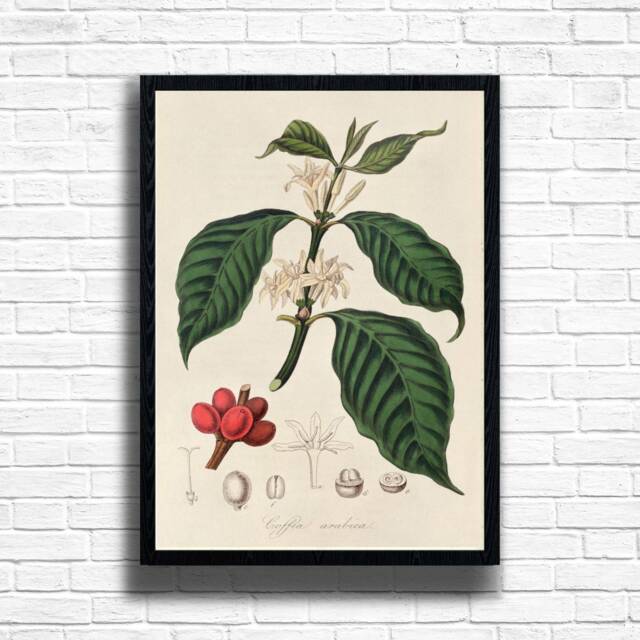 Vintage Coffee Plant Botanical Print Herbalist Gift, Hot Drink Poster ...