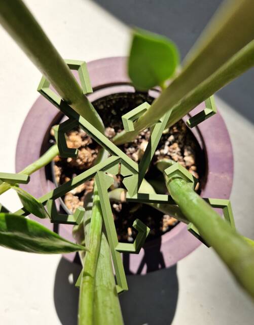 Stem Support For Plants, Alocasia Accessories, Climbing Houseplant ...