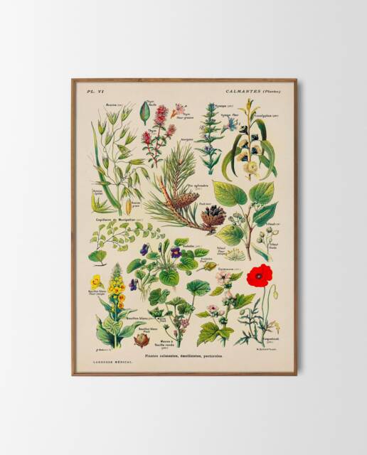 Vintage Poster Calming Plants Print Botanical Illustration Decoration ...