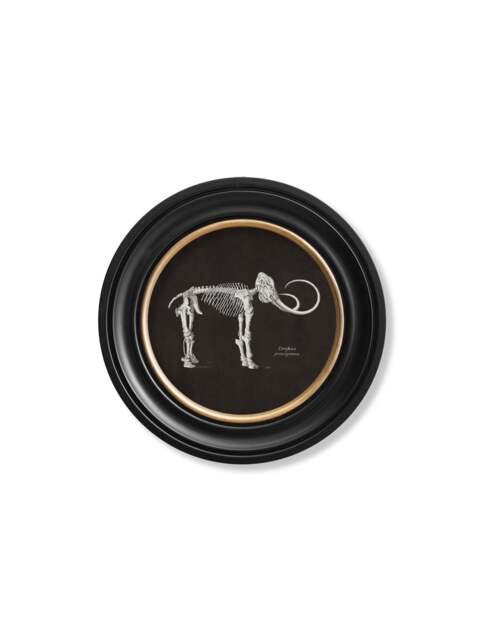 c.1870 Anatomical Skeletons - Dark - Round Frames - 44 x 44cm / Oxford ...