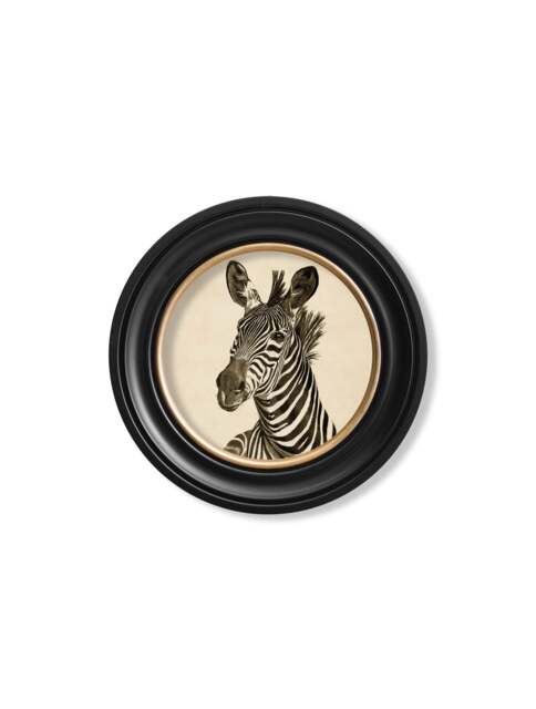 c1890 Zebra Illustrations in Round Frame - Dark - 44 x 44cm / Oxford ...