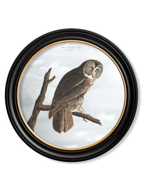 c.1838 Audubon's Owls - Round Frame - 96 x 96cm / Oxford Round ...