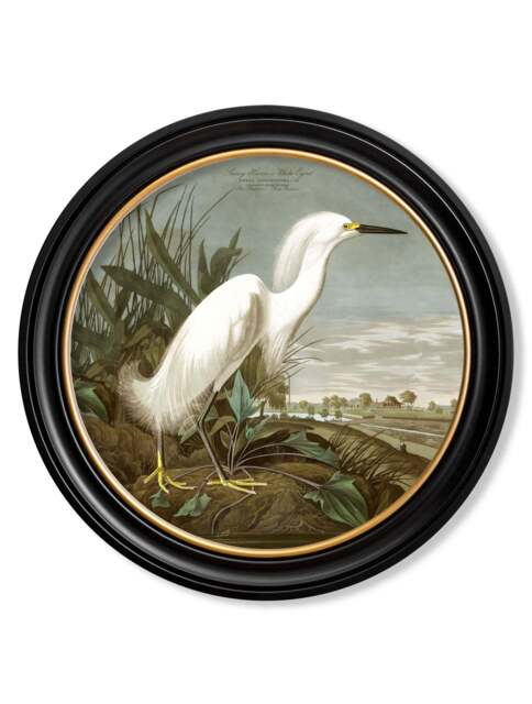 c.1838 Audubon's Herons in Round Frames - 70 x 70cm / Oxford Round ...