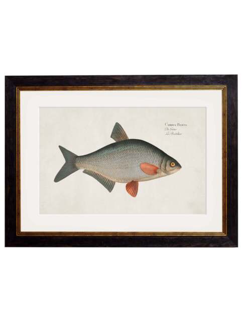 c.1785 Fresh Water Fish - 38 x 50cm / Oxford Slim / Silver Bream by ...