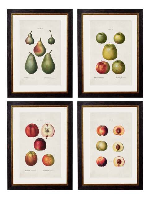 c.1819 Study of British Fruit by Furniture Edit | ufurnish.com
