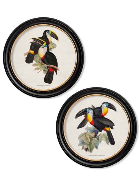 c.1848 Toucans - Round Frames by Furniture Edit | ufurnish.com