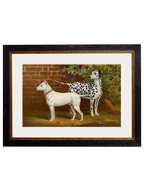 c.1881 Dogs - 38 x 50cm / Oxford Slim / Dalmation and English Bull ...