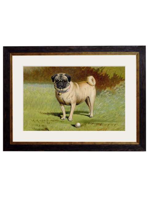 c.1881 Dogs - 70 x 95cm / Oxford Slim / Pug by Furniture Edit ...