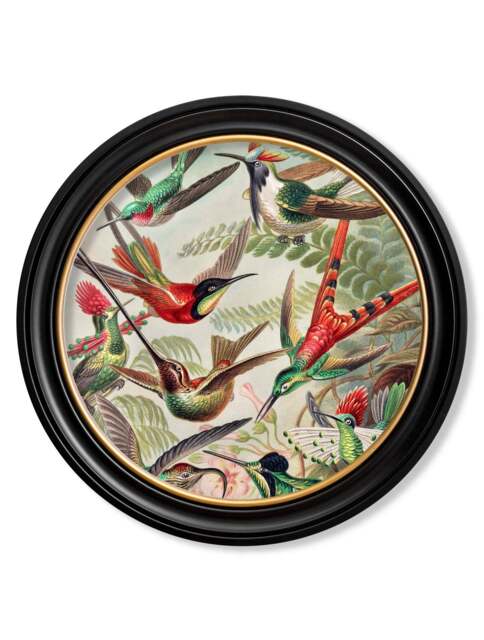 c.1904 Haeckel Flora and Fauna - Round Frames - 70 x 70cm / Oxford ...