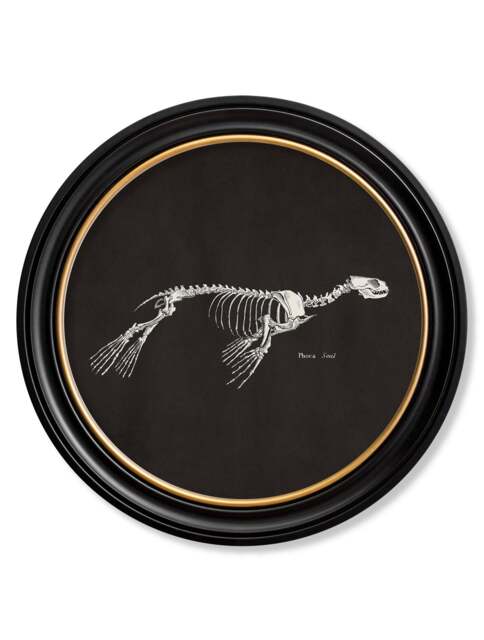 c.1870 Anatomical Skeletons - Dark - Round Frames - 70 x 70cm / Oxford ...