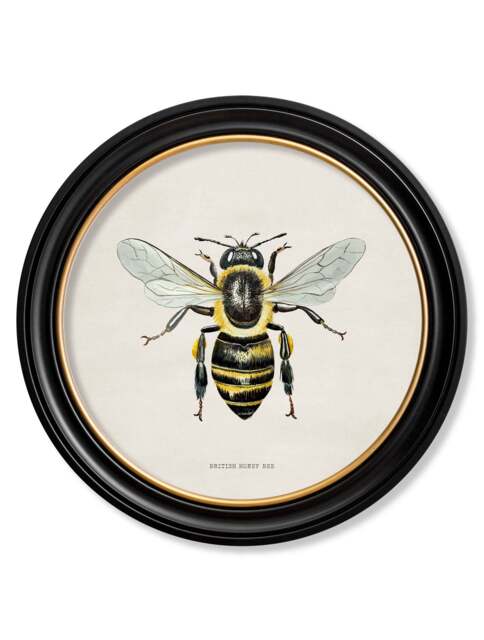 c1892 British Bees Round Frame - 70 x 70cm / Oxford Round / British ...