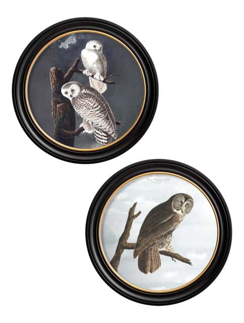 c.1838 Audubon's Owls - Round Frame by Furniture Edit | ufurnish.com