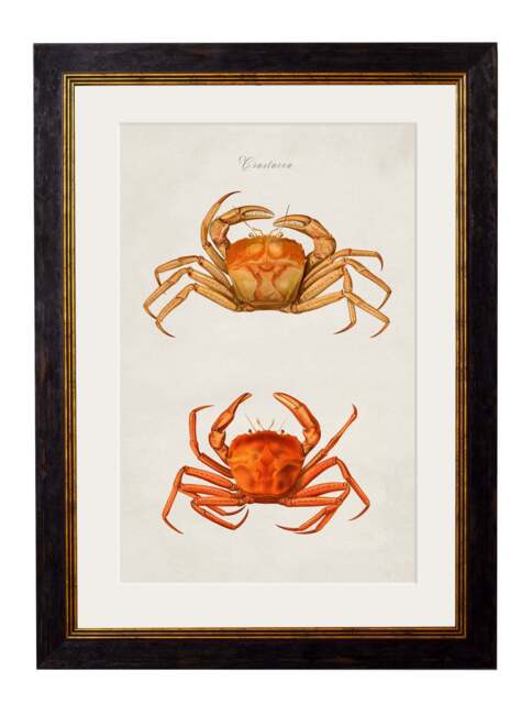 c.1876 Collection of Marine Animals - 38 x 50cm / Oxford Slim / Crabs ...