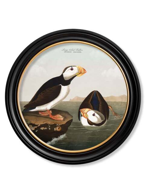 c.1838 Audubon's Puffins - Round Frame - 96 x 96cm / Oxford Round ...