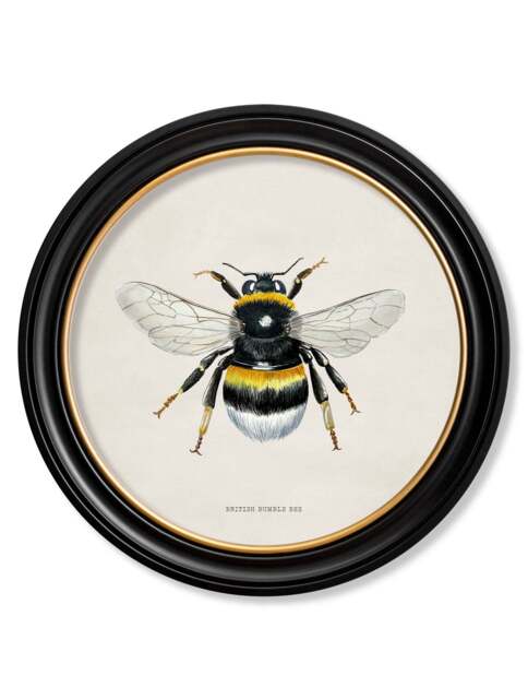 c1892 British Bees Round Frame - 70 x 70cm / Oxford Round / British ...