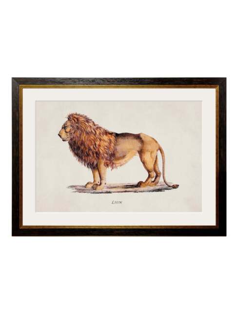 c.1800s Lion and Lioness - 50 x 70cm / Oxford Slim / Lion by Furniture ...