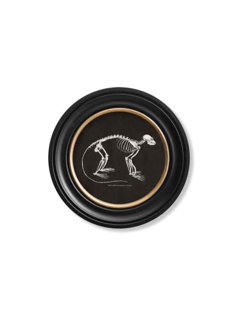 c.1870 Anatomical Skeletons - Dark - Round Frames - 44 x 44cm / Oxford ...