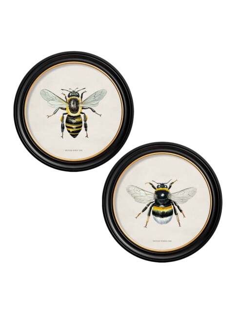 c1892 British Bees Round Frame - 70 x 70cm / Oxford Round / Collection ...