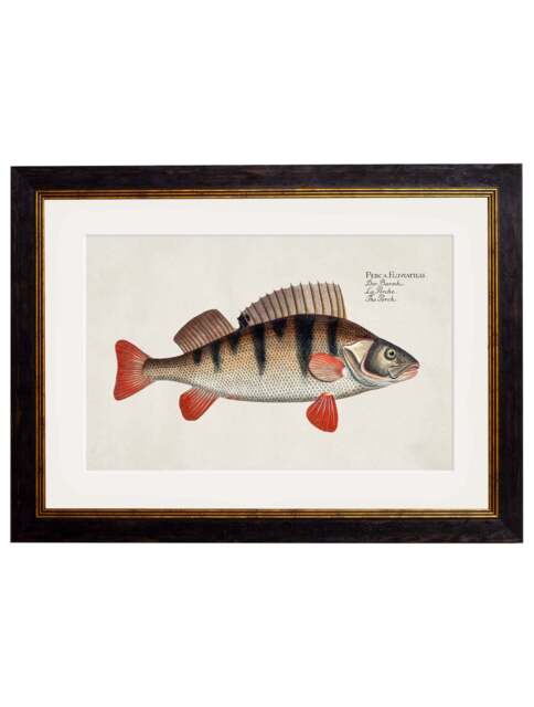 c.1785 Fresh Water Fish - 38 x 50cm / Oxford Slim / Perch by Furniture ...