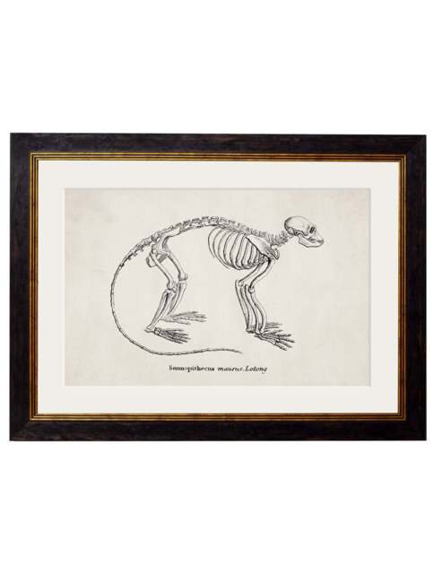c.1870 Anatomical Skeletons - 50 x 70cm / Oxford Slim / Primate ...