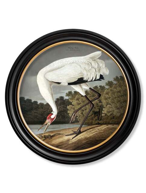 c.1838 Hooping Crane in Round Frame - 70 x 70cm / Oxford Round by ...