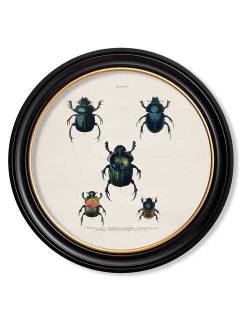 c.1836 Beetle Plates - Round Frame - 70 x 70cm / Oxford Round / Plate 4 ...