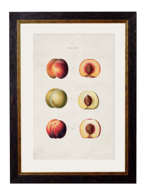 c.1819 Study of British Fruit - 50 x 70cm / Oxford Slim / Peaches by ...