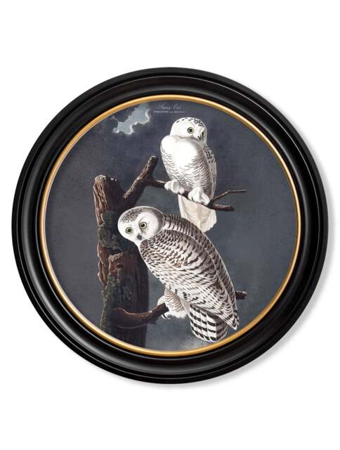 c.1838 Audubon's Owls - Round Frame - 120 x 120cm / Oxford Round ...