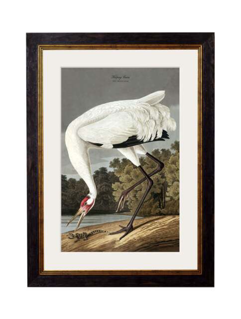 c.1838 Audubon's Hooping Crane - 50 x 70cm / Oxford Slim / Mount by ...