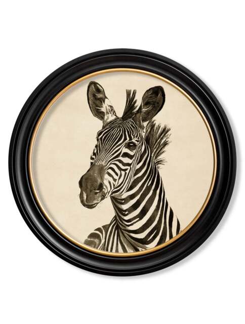 c1890 Zebra Illustrations in Round Frame - Dark - 70 x 70cm / Oxford ...