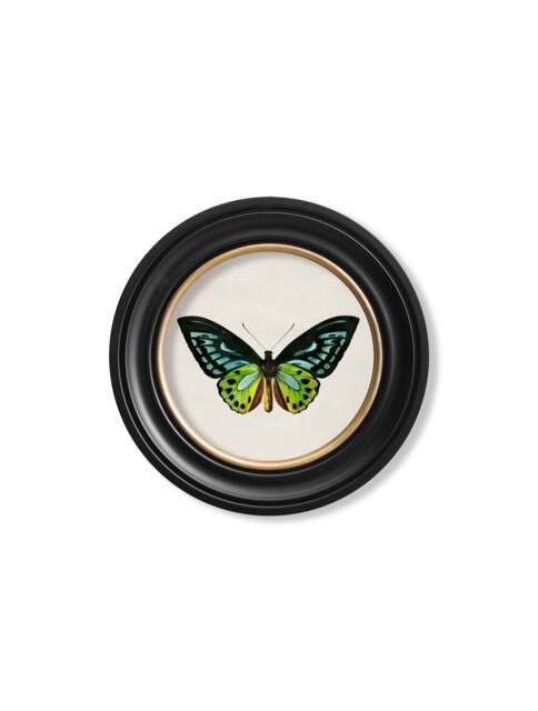 c.1836 Tropical Butterflies - Round Frames - 44 x 44cm / Oxford Round ...