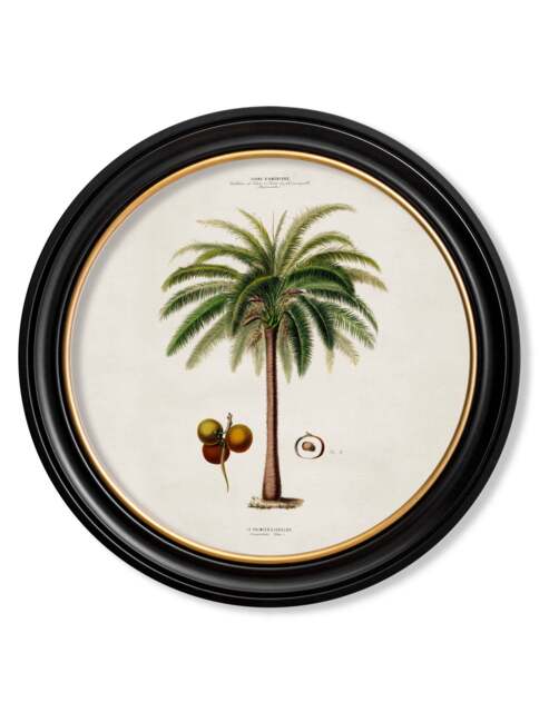 c.1843 Studies of South American Palm Trees in Round Frames - 70 x 70cm ...