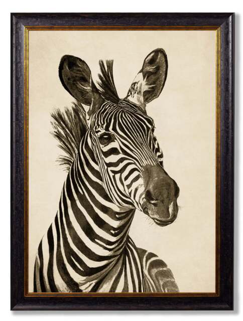 c1890 Zebra Illustrations - Dark - 38 x 50cm / Right Facing Zebra ...