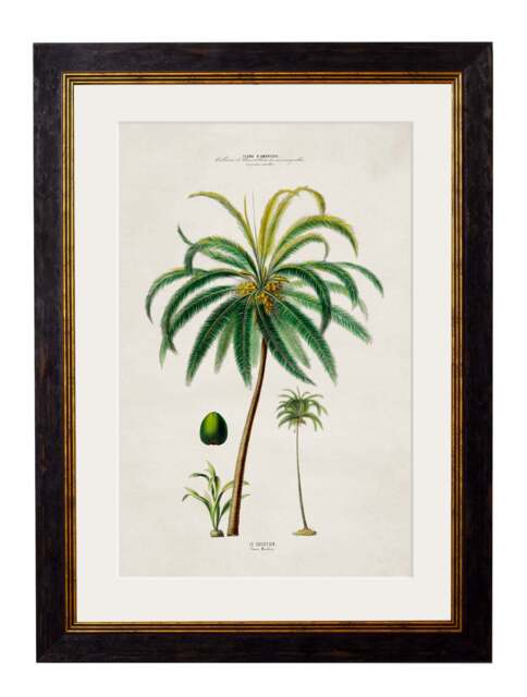 c.1843 Studies of South American Palm Trees - 38 x 50cm / Oxford Slim ...