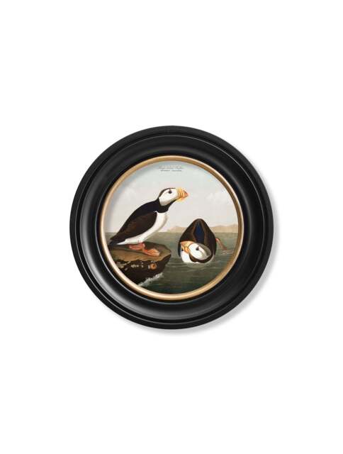 c.1838 Audubon's Puffins - Round Frame - 44 x 44 cm / Oxford Round ...