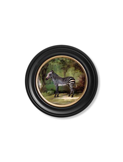 c.1763 George Stubb's Zebra - Round Frame - 44 x 44cm / Oxford Round by ...