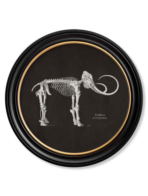 c.1870 Anatomical Skeletons - Dark - Round Frames - 70 x 70cm / Oxford ...