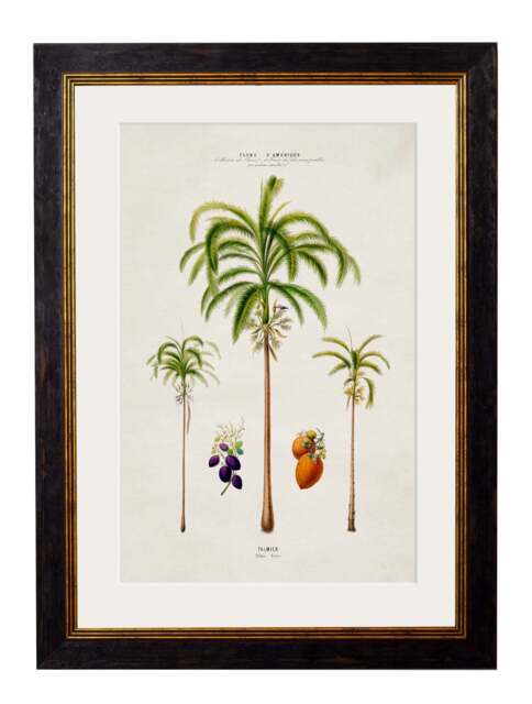 c.1843 Studies of South American Palm Trees - 38 x 50cm / Oxford Slim ...