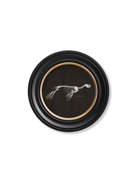 c.1870 Anatomical Skeletons - Dark - Round Frames - 44 x 44cm / Oxford ...