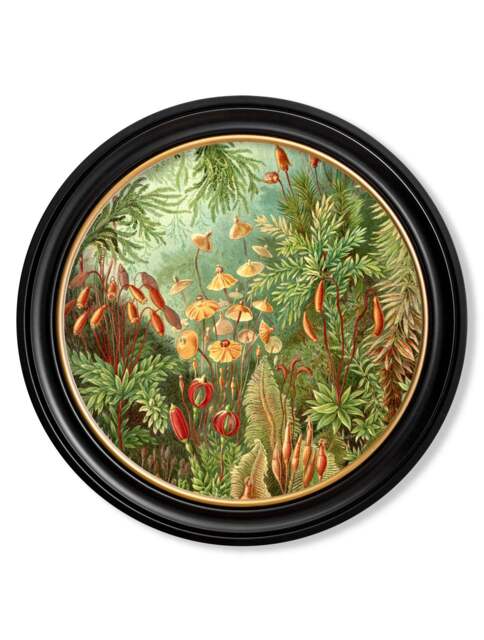 c.1904 Haeckel Flora and Fauna - Round Frames - 70 x 70cm / Oxford ...