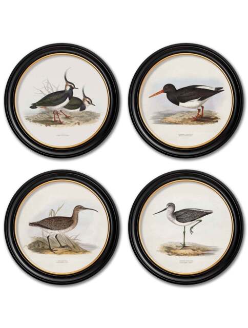 c.1837's British Coastal Birds - Round - 70 x 70cm / Oxford Round ...