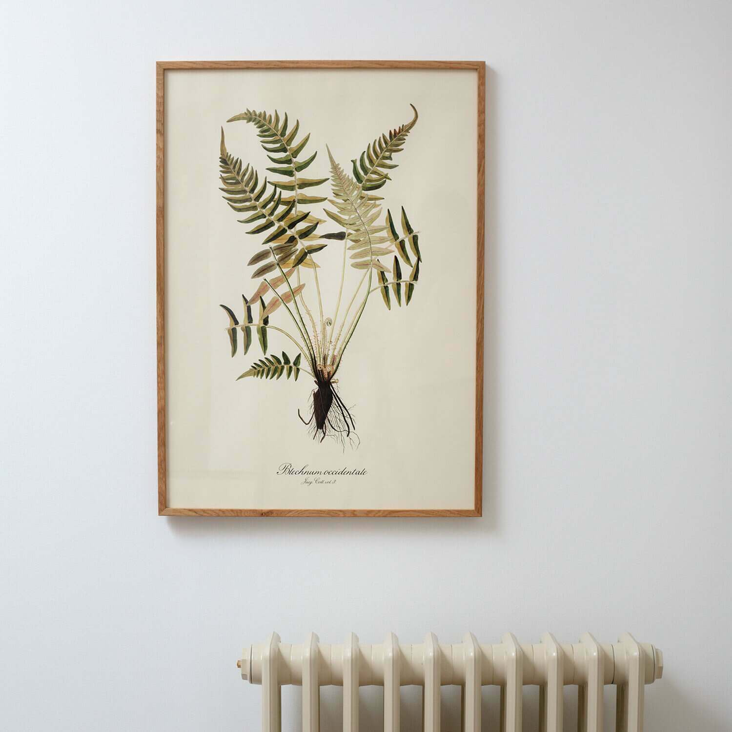 Graham and Green Medium Framed Blechnum Occidentale Fern Print by ...