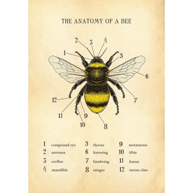 Anatomy Of A Bee Poster by Industville | ufurnish.com