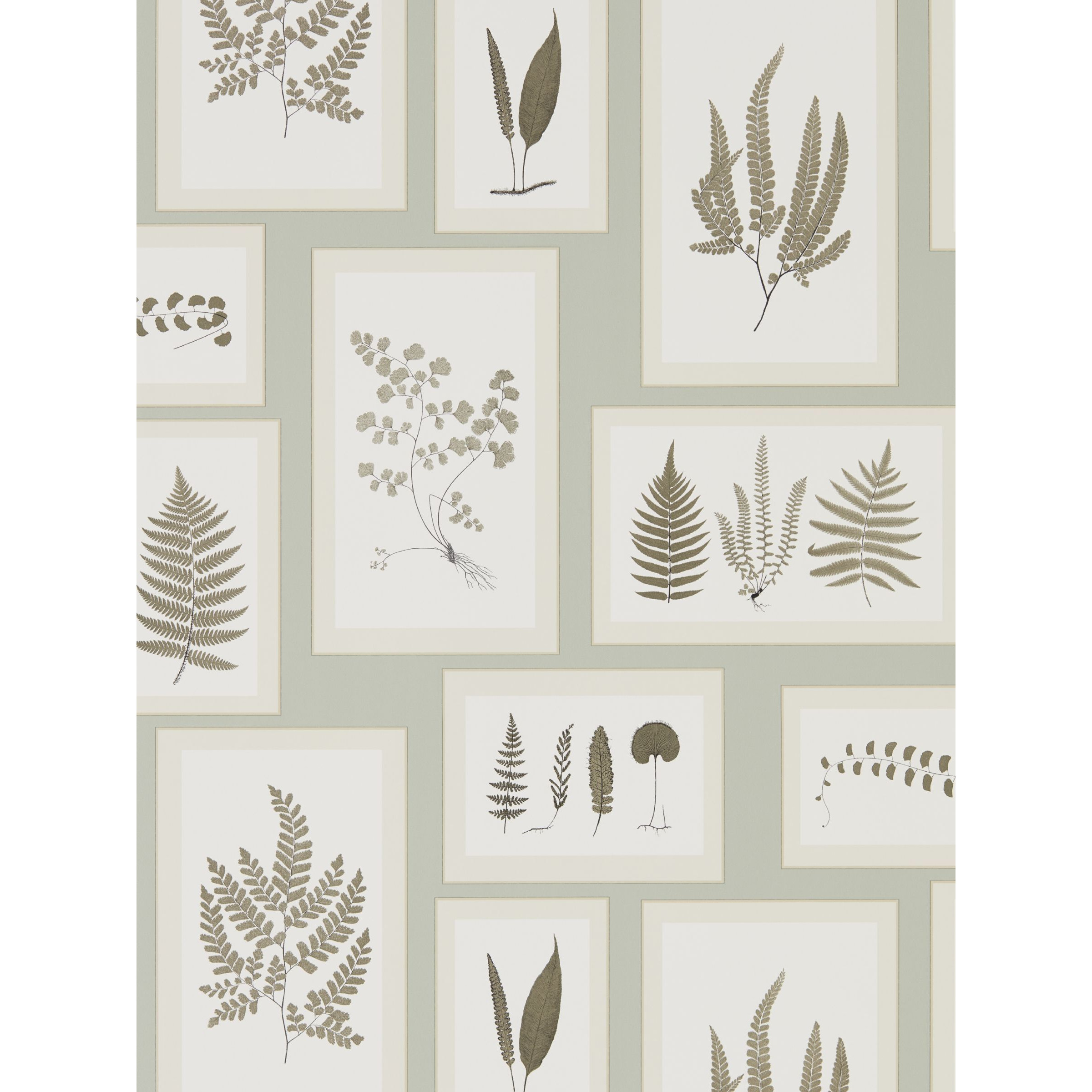 Sanderson Fern Gallery Wallpaper by John Lewis & Partners | ufurnish.com